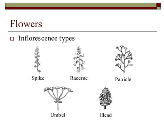 plant_morphology.ppt