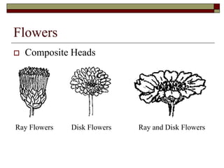 plant_morphology.ppt