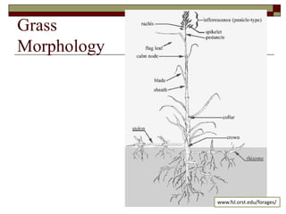 plant_morphology.ppt