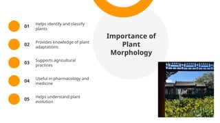 Foundational Plant Morphology: Understanding Basic Structure | PPTX