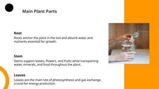 Foundational Plant Morphology: Understanding Basic Structure | PPTX