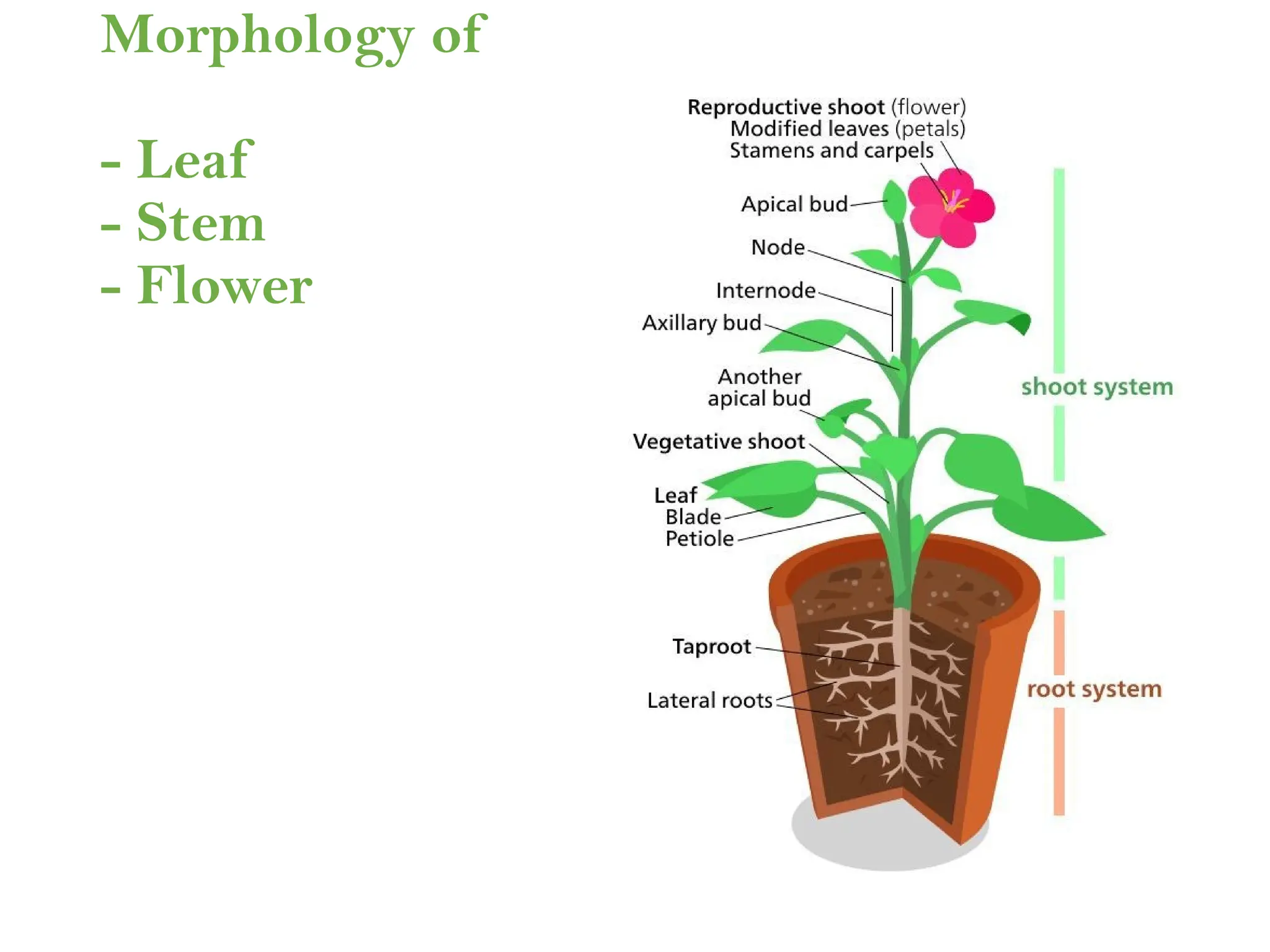 plant morphology of lead, steam, flower.. | PPTX