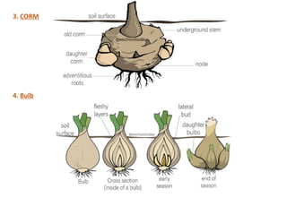 plant morphology of lead, steam, flower.. | PPTX
