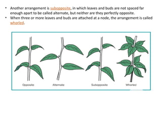 plant morphology of lead, steam, flower.. | PPTX