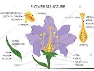 plant morphology of lead, steam, flower.. | PPTX