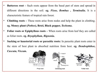short note plant morphology and anatomy | PPTX