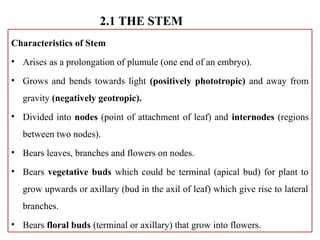 short note plant morphology and anatomy | PPTX