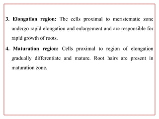 short note plant morphology and anatomy | PPTX