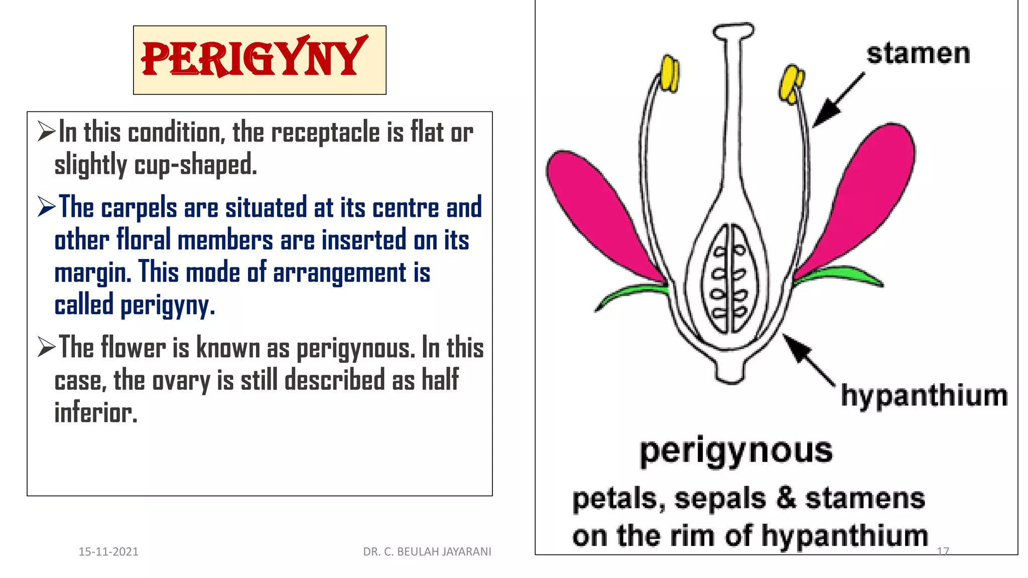Plant morphology flower-converted | PDF