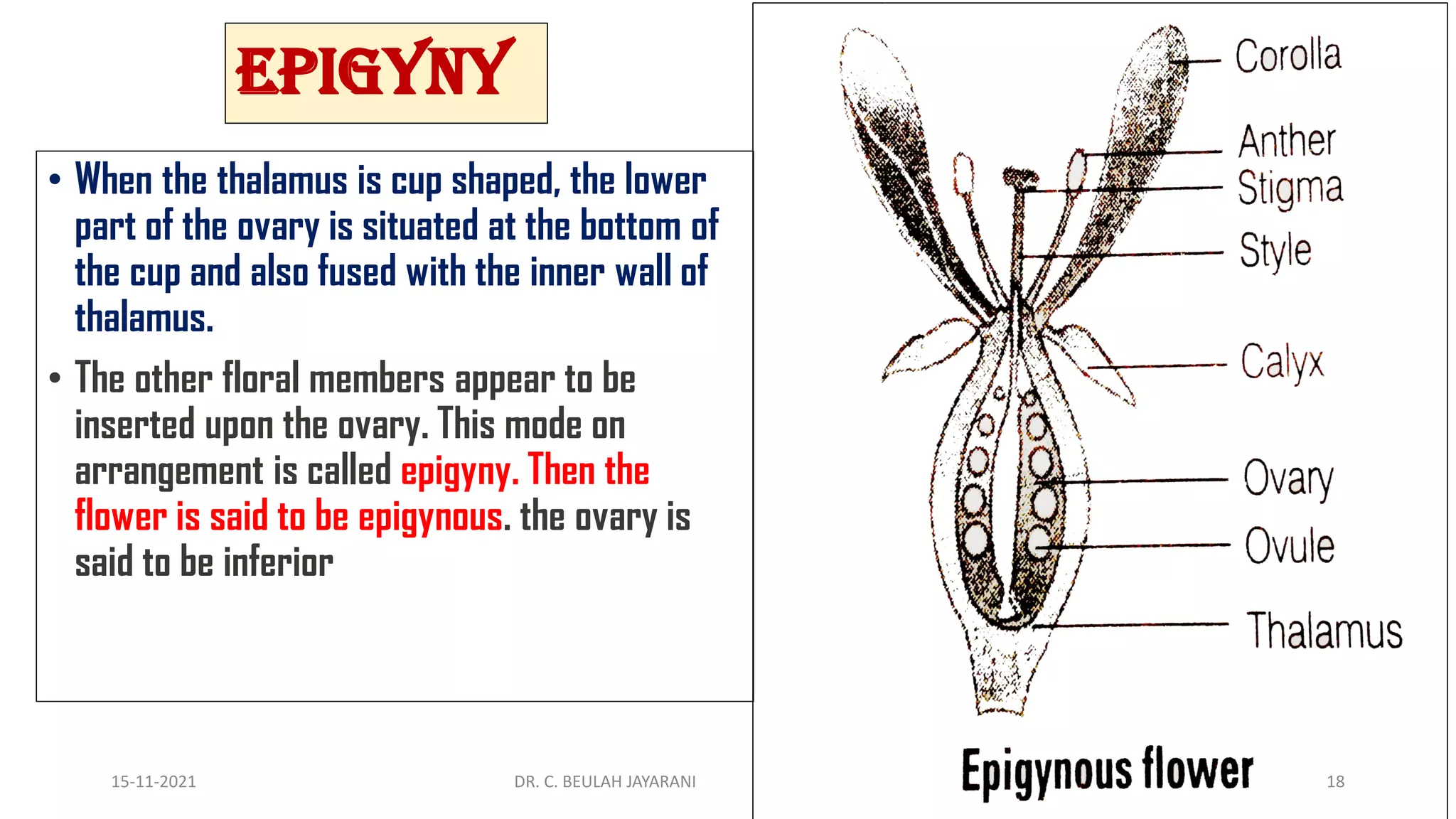 Plant morphology flower-converted | PDF