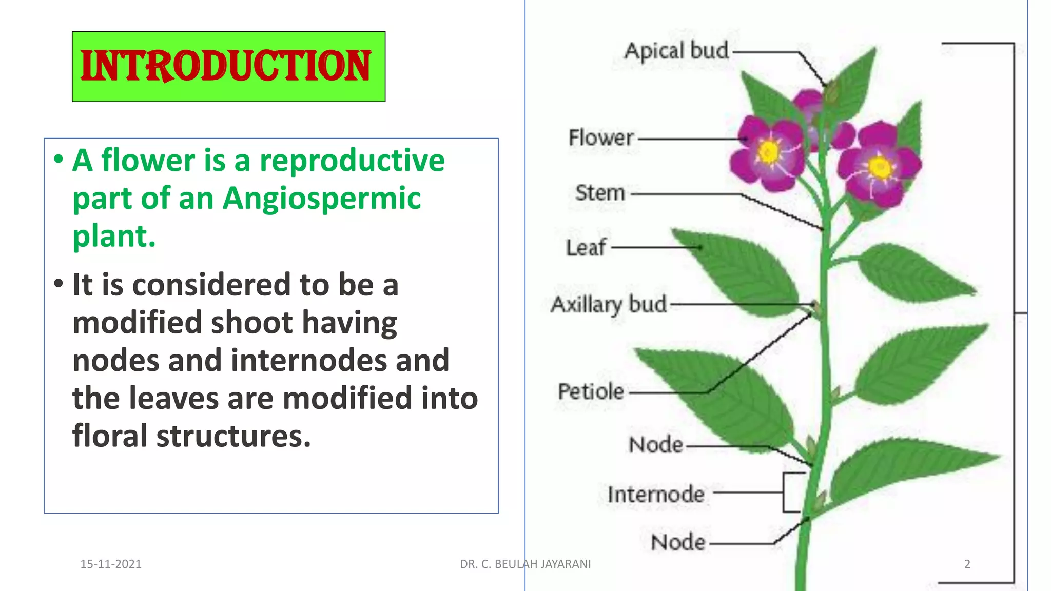 Plant morphology flower-converted | PDF