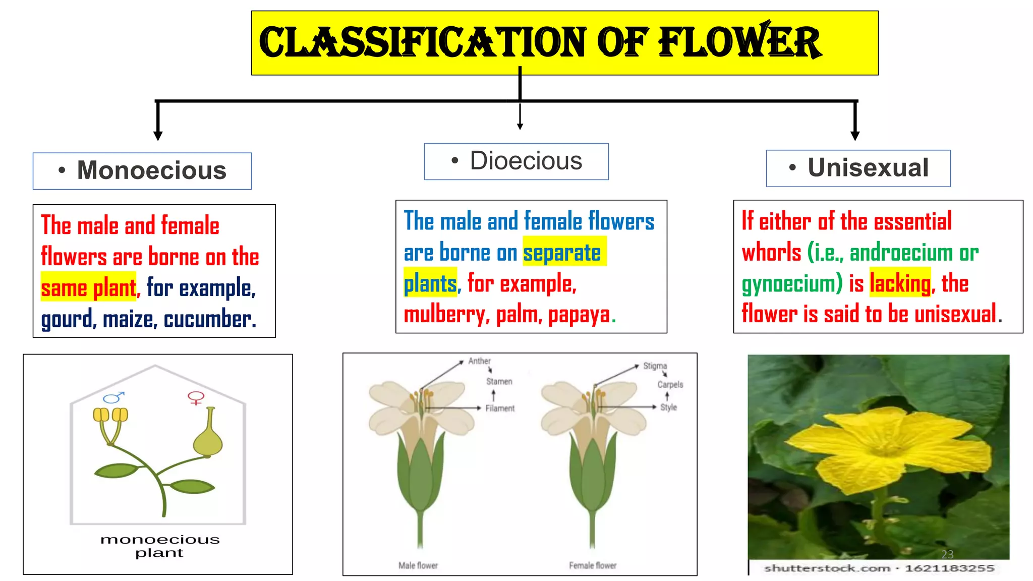 Plant morphology flower-converted | PDF