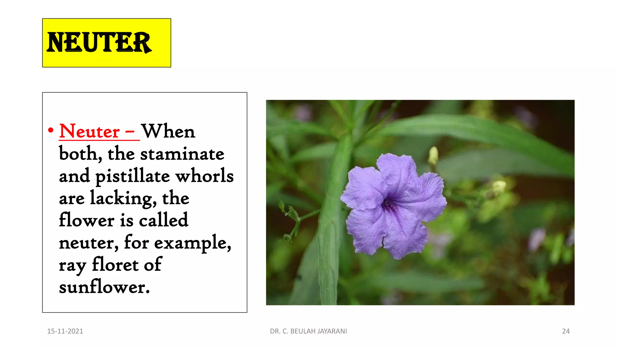 Plant morphology flower-converted | PDF