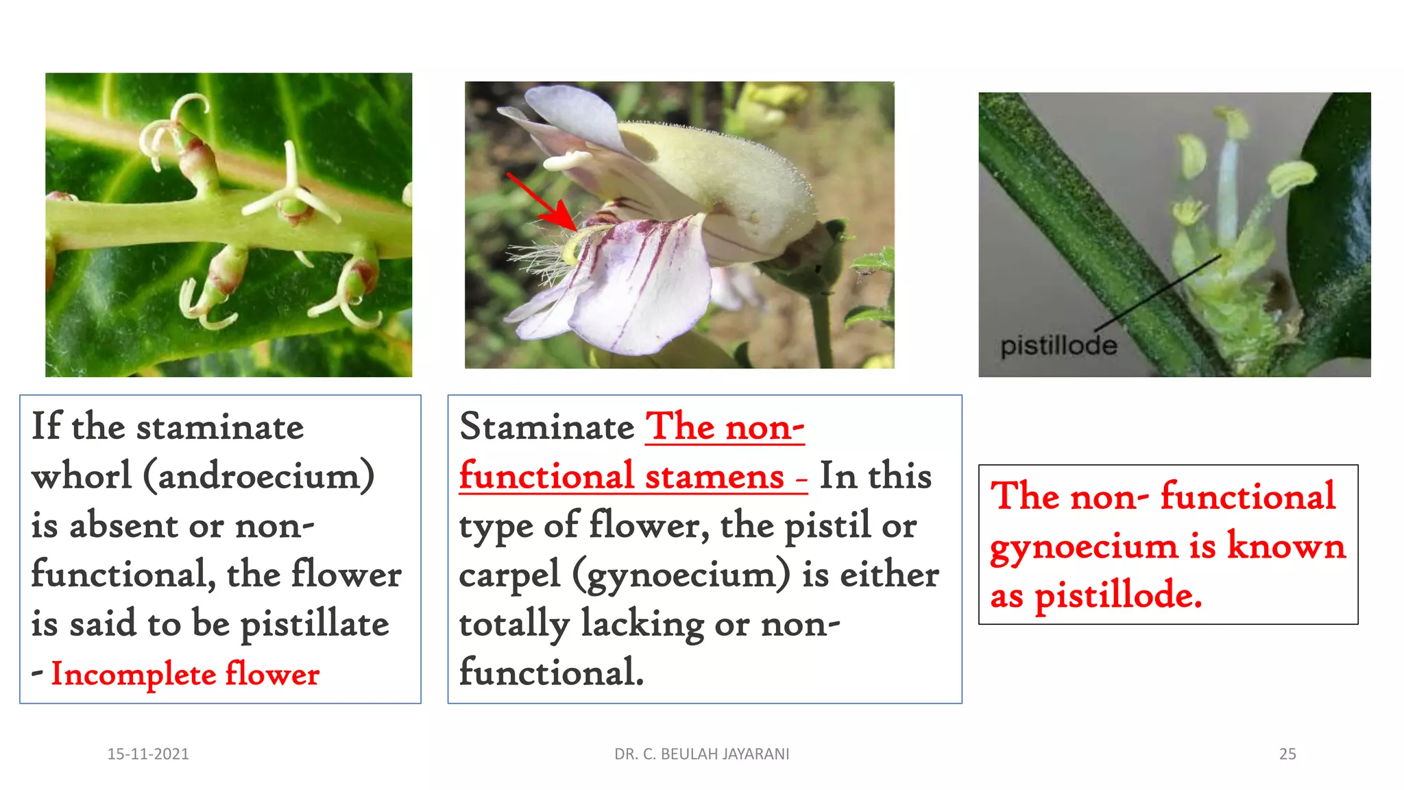 Plant morphology flower-converted | PDF