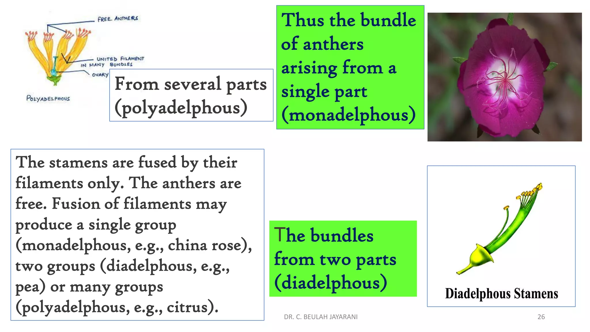 Plant morphology flower-converted | PDF