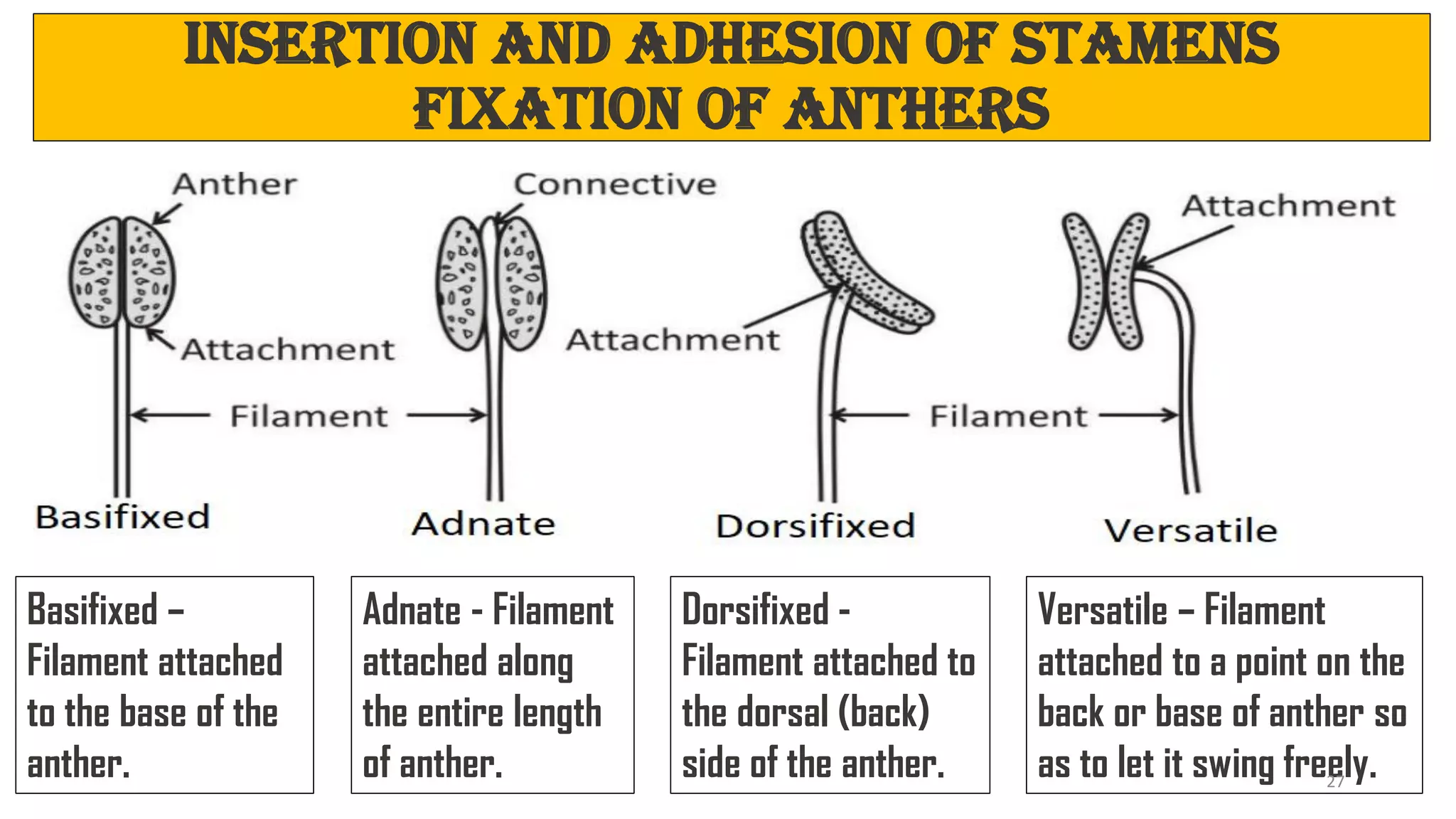 Plant morphology flower-converted | PDF