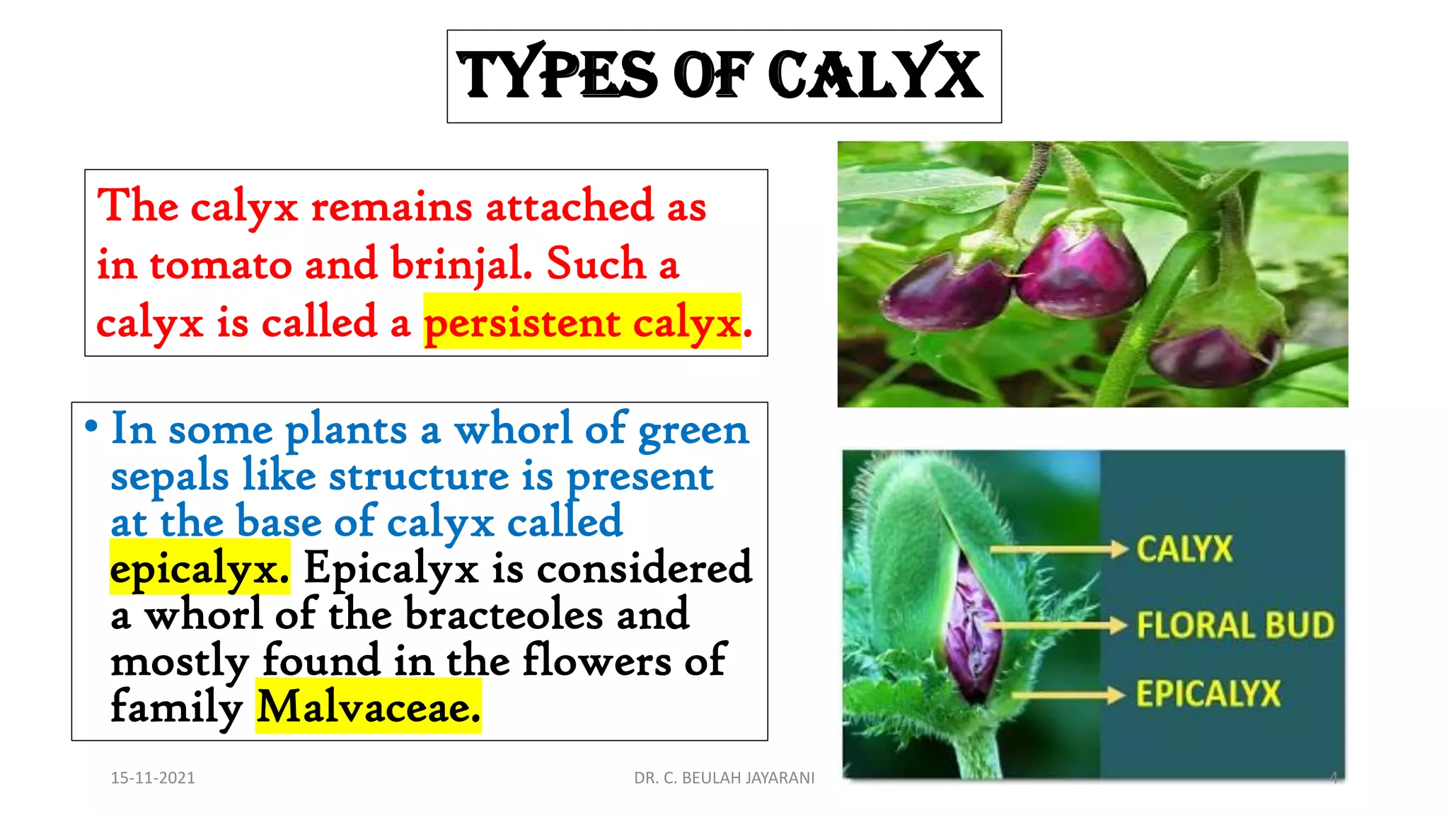 Plant morphology flower-converted | PDF