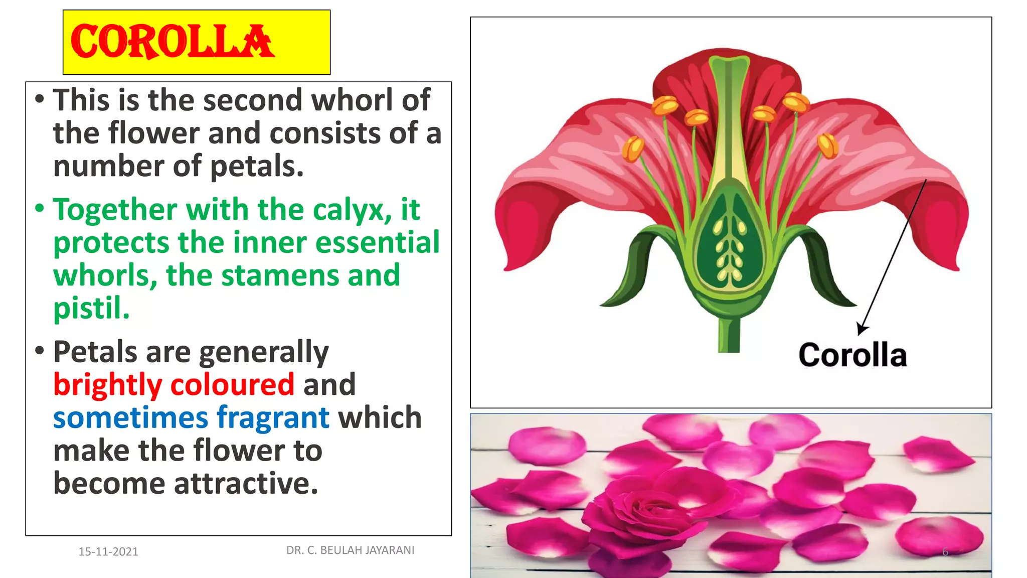 Plant morphology flower-converted | PDF
