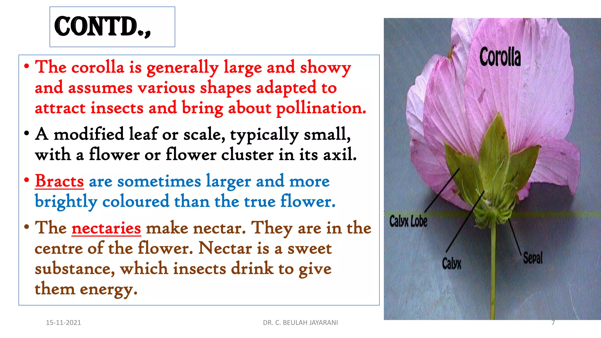 Plant morphology flower-converted | PDF
