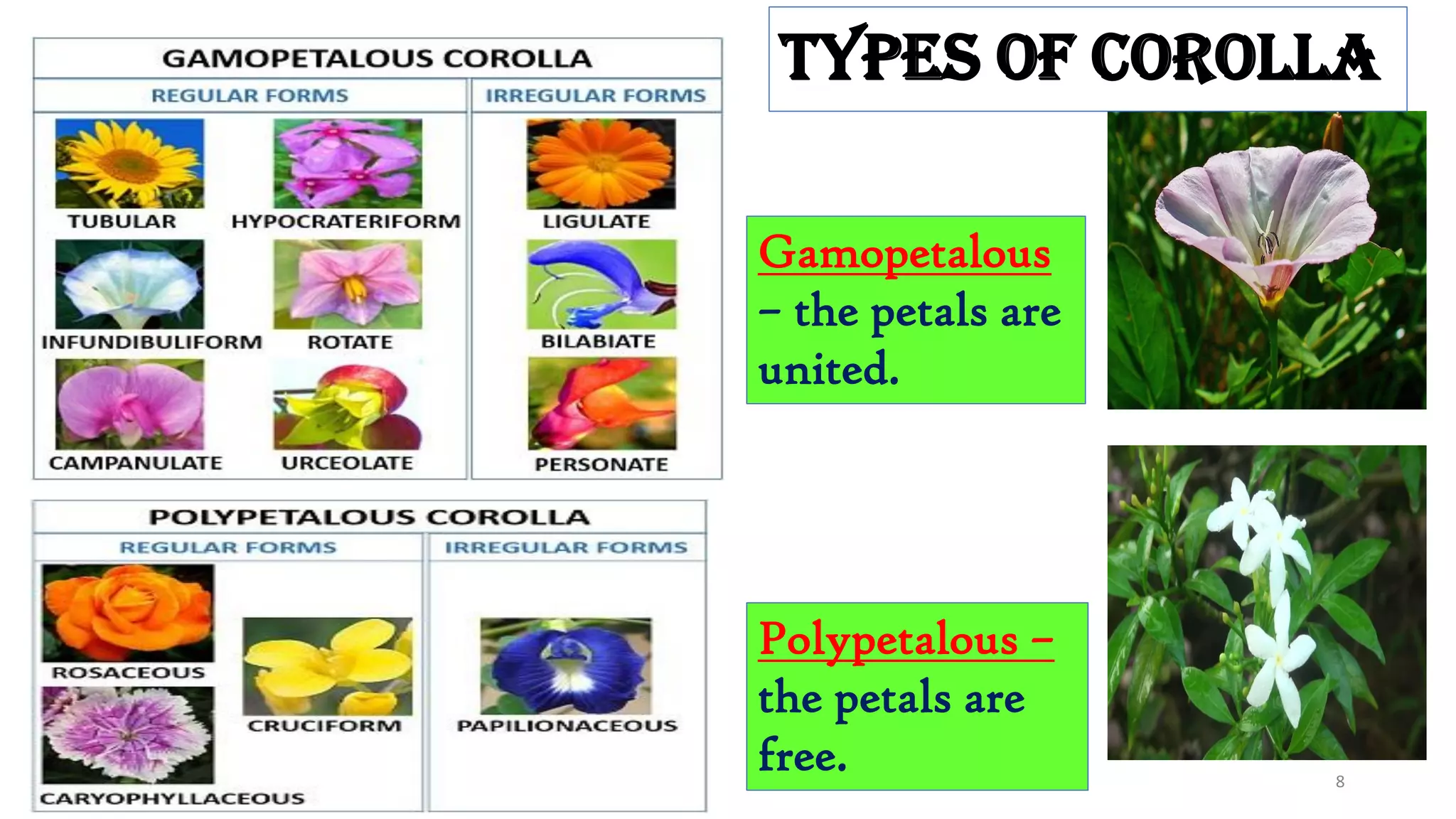 Plant morphology flower-converted | PDF