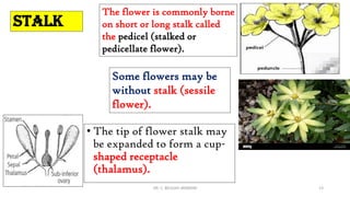 Plant morphology flower-converted | PDF