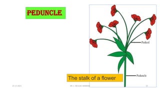 Plant morphology flower-converted | PDF