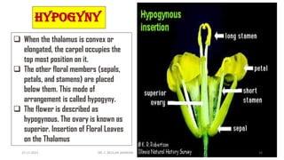 Plant morphology flower-converted | PDF | Infertility | Reproductive Health