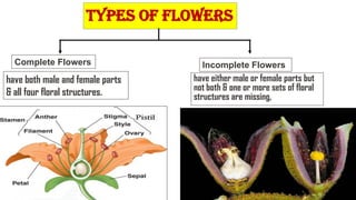 Plant morphology flower-converted | PDF