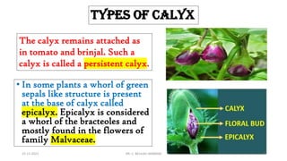 Plant morphology flower-converted | PDF