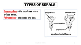 Plant morphology flower-converted | PDF