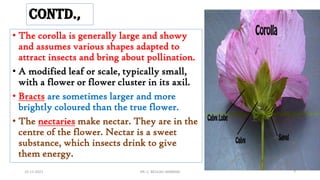 Plant morphology flower-converted | PDF