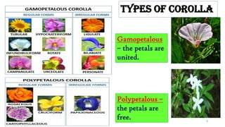 Plant morphology flower-converted | PDF