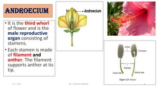Plant morphology flower-converted | PDF