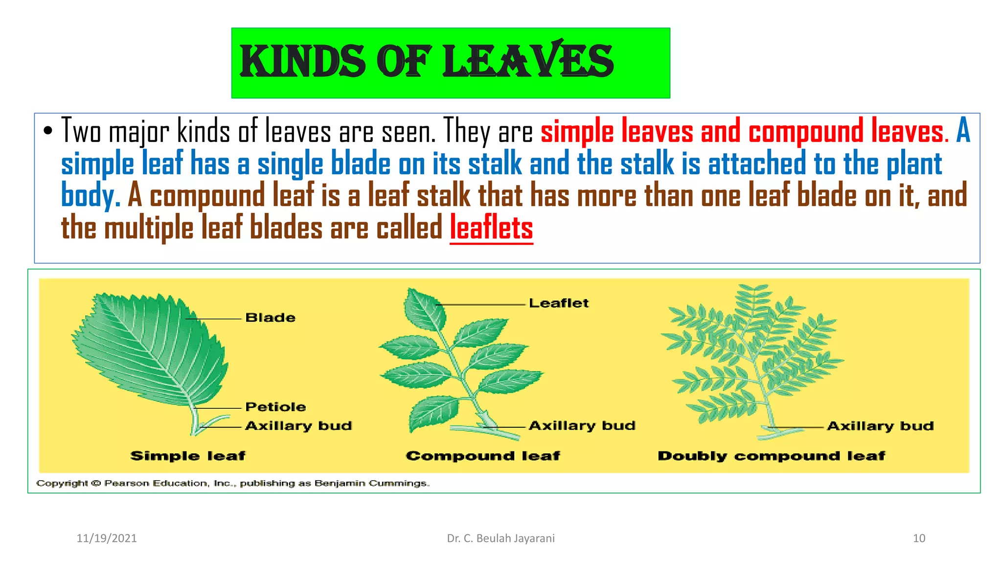 Plant morphology leaf-converted | PDF