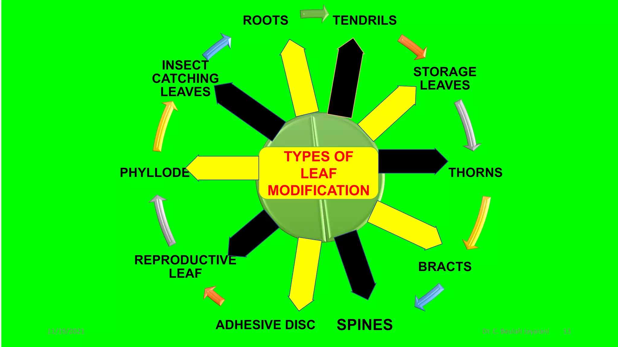 Plant morphology leaf-converted | PDF