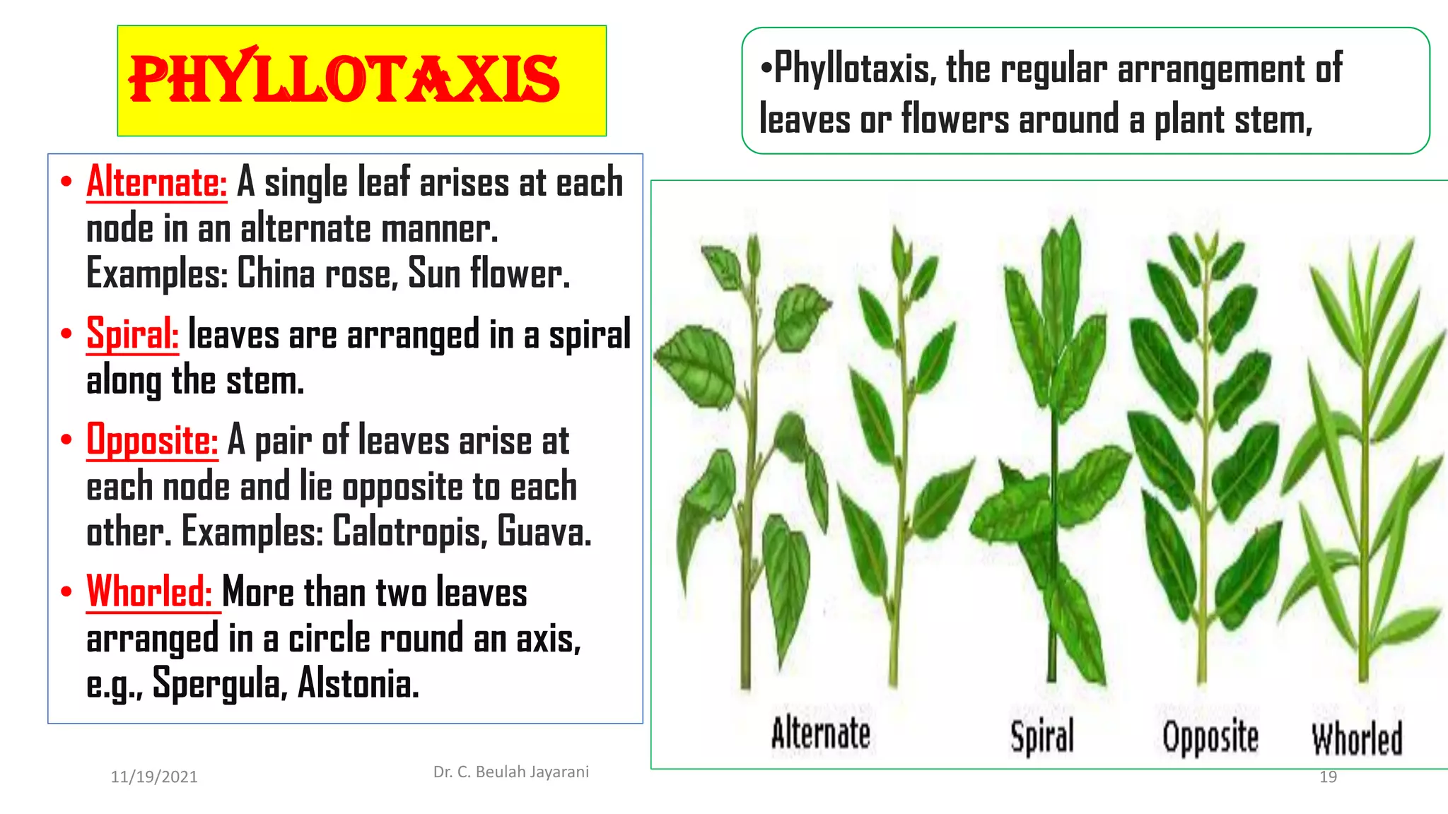 Plant morphology leaf-converted | PDF