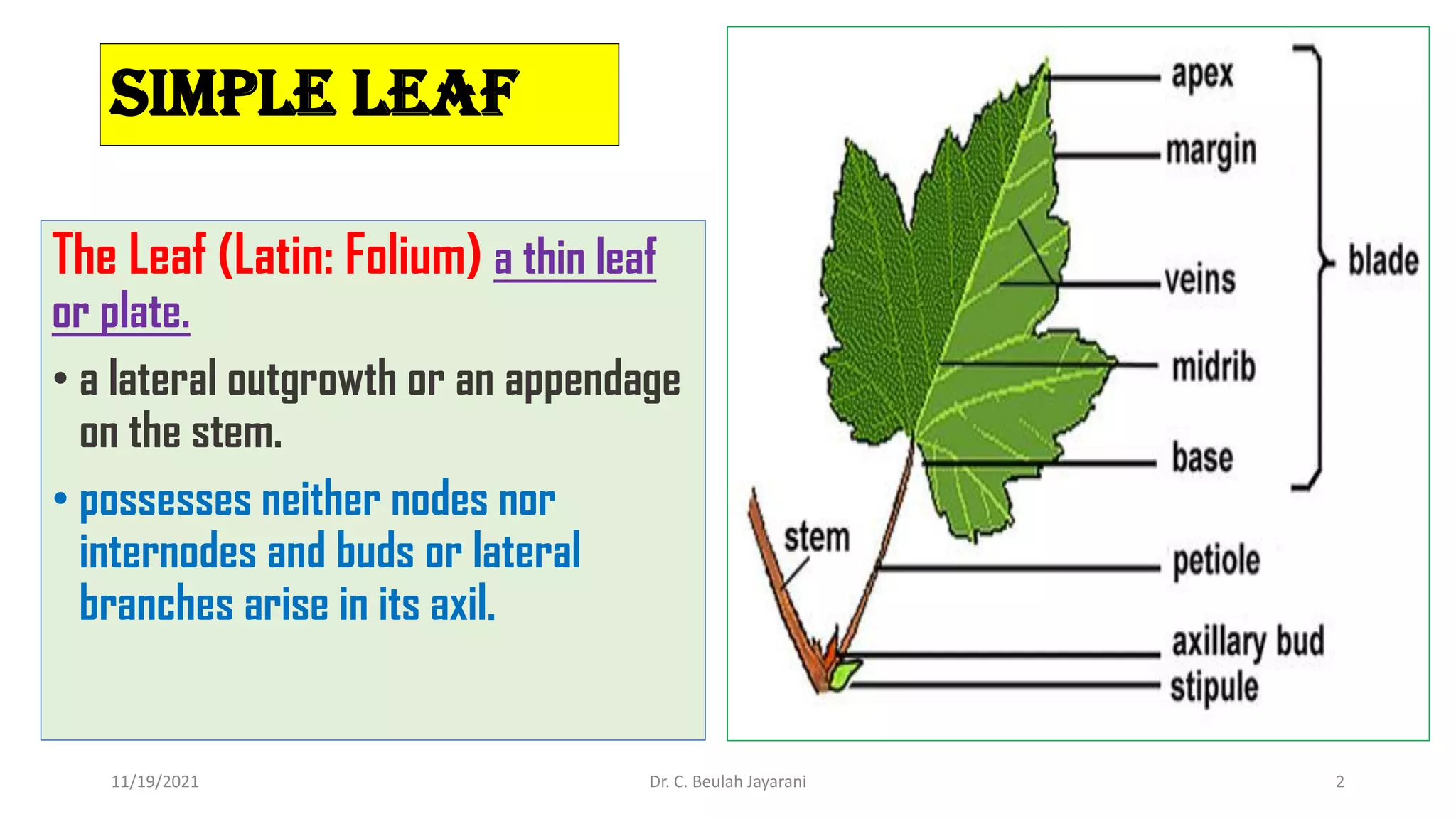 Plant morphology leaf-converted | PDF