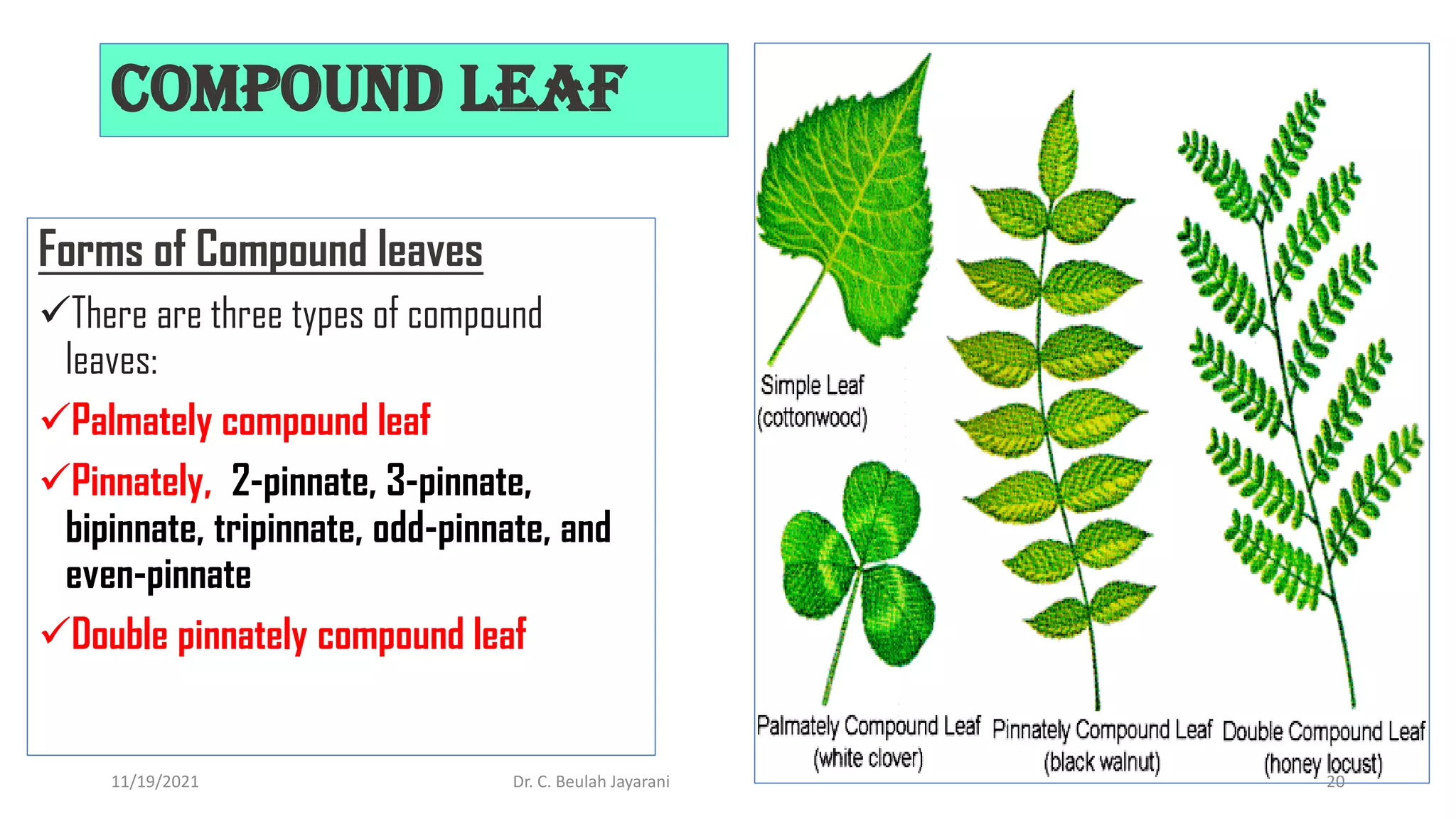 Plant morphology leaf-converted | PDF