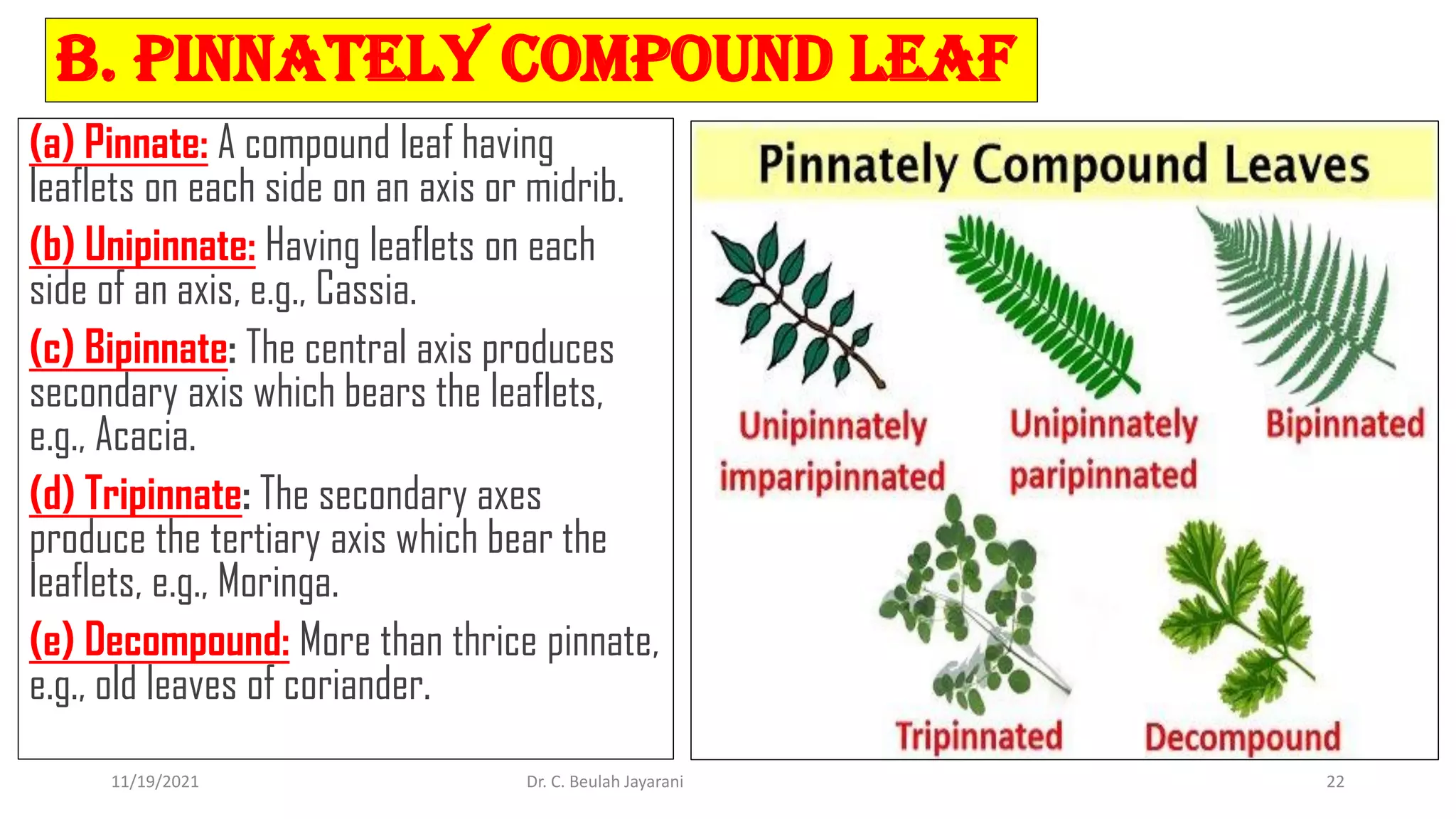 Plant morphology leaf-converted | PDF