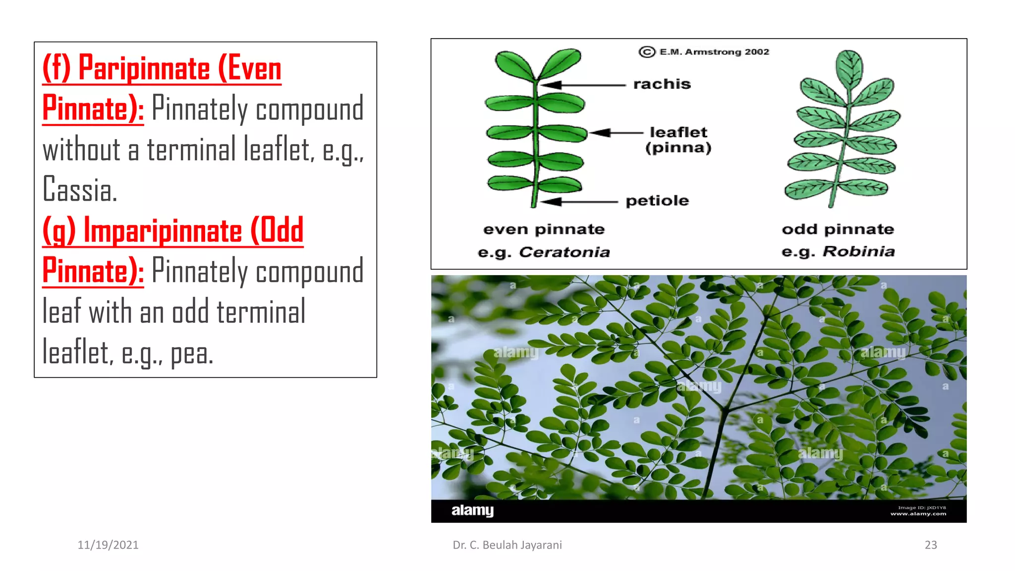 Plant morphology leaf-converted | PDF