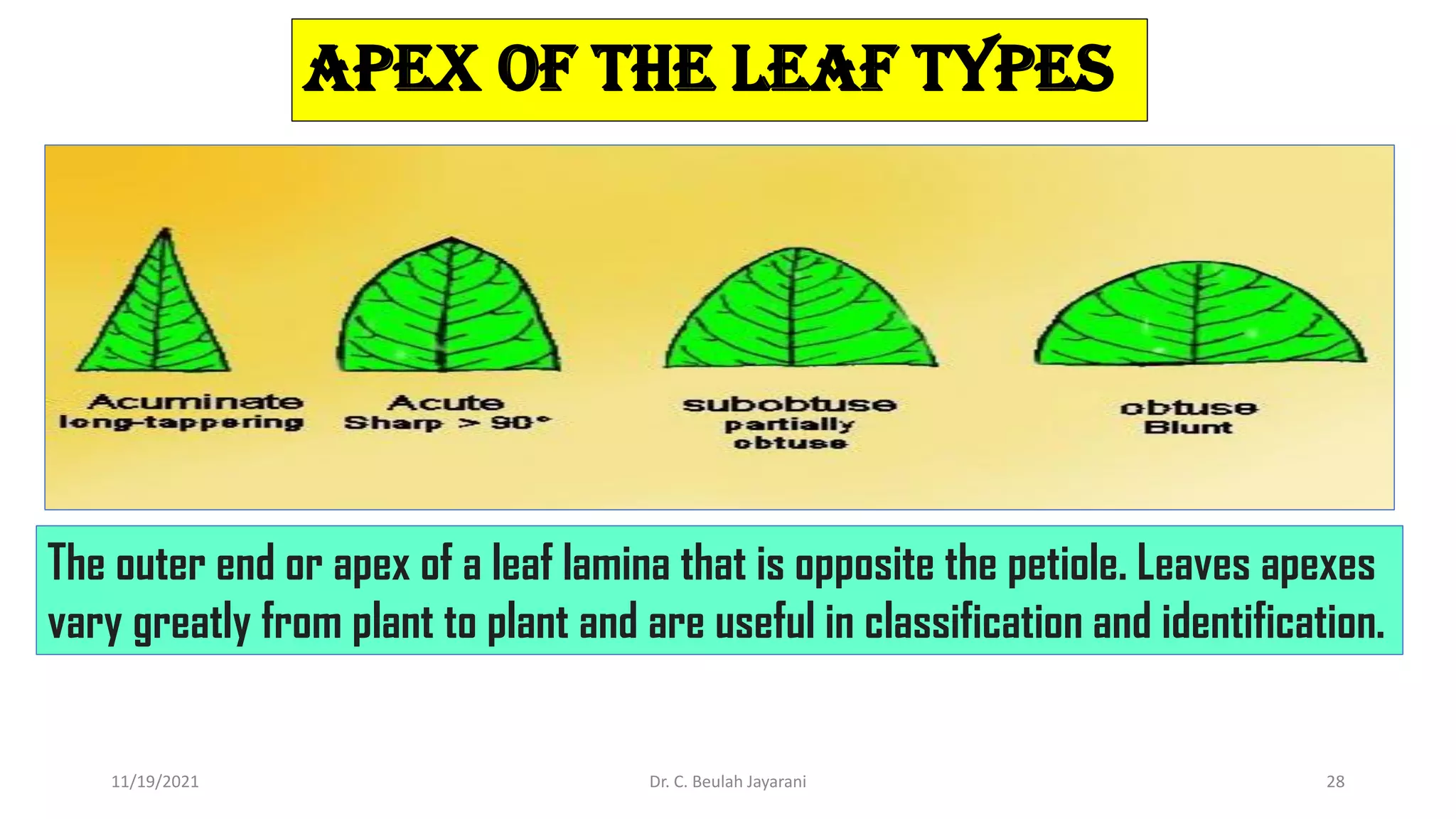 Plant morphology leaf-converted | PDF