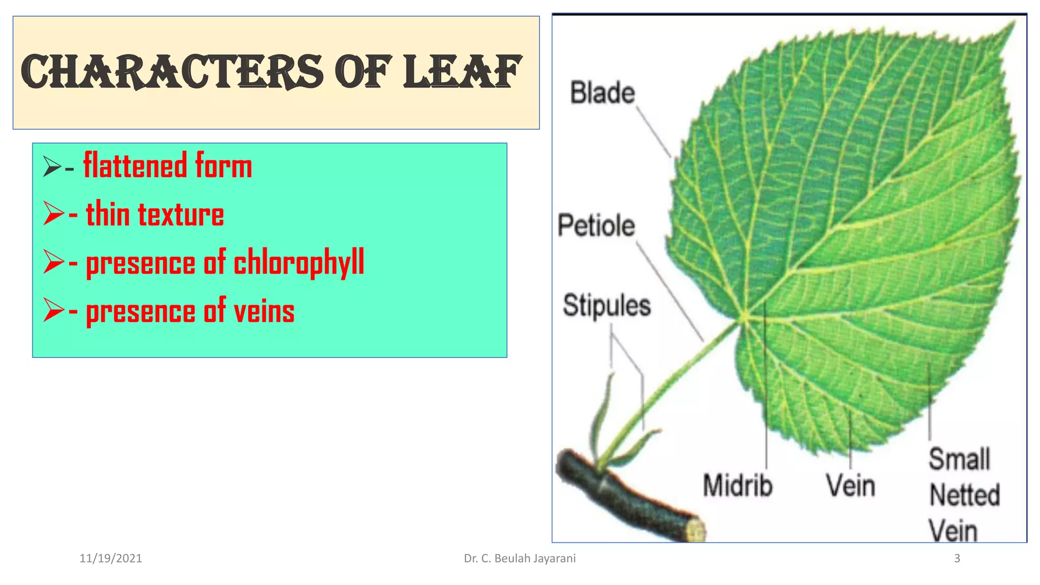 Plant morphology leaf-converted | PDF