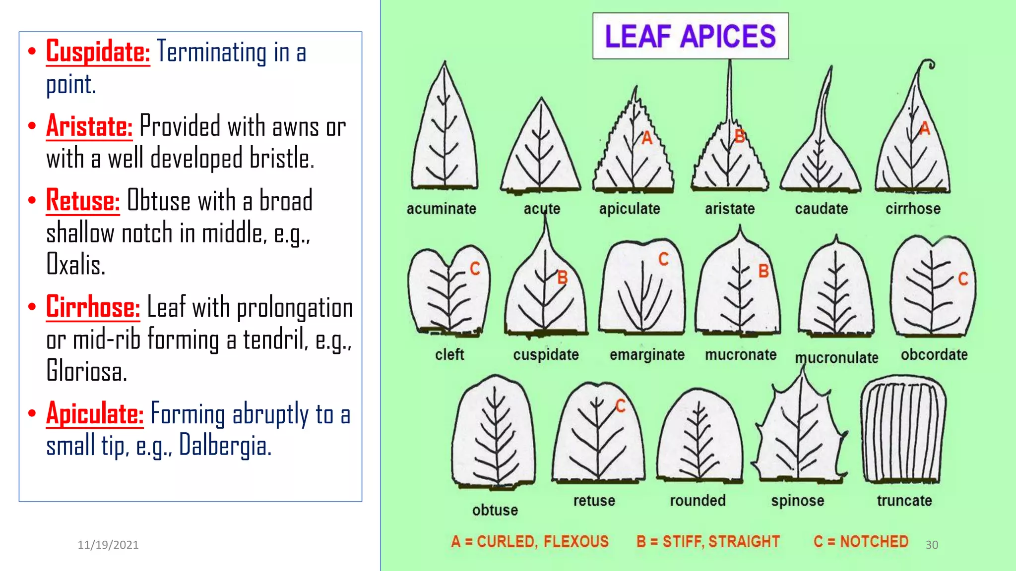 Plant morphology leaf-converted | PDF