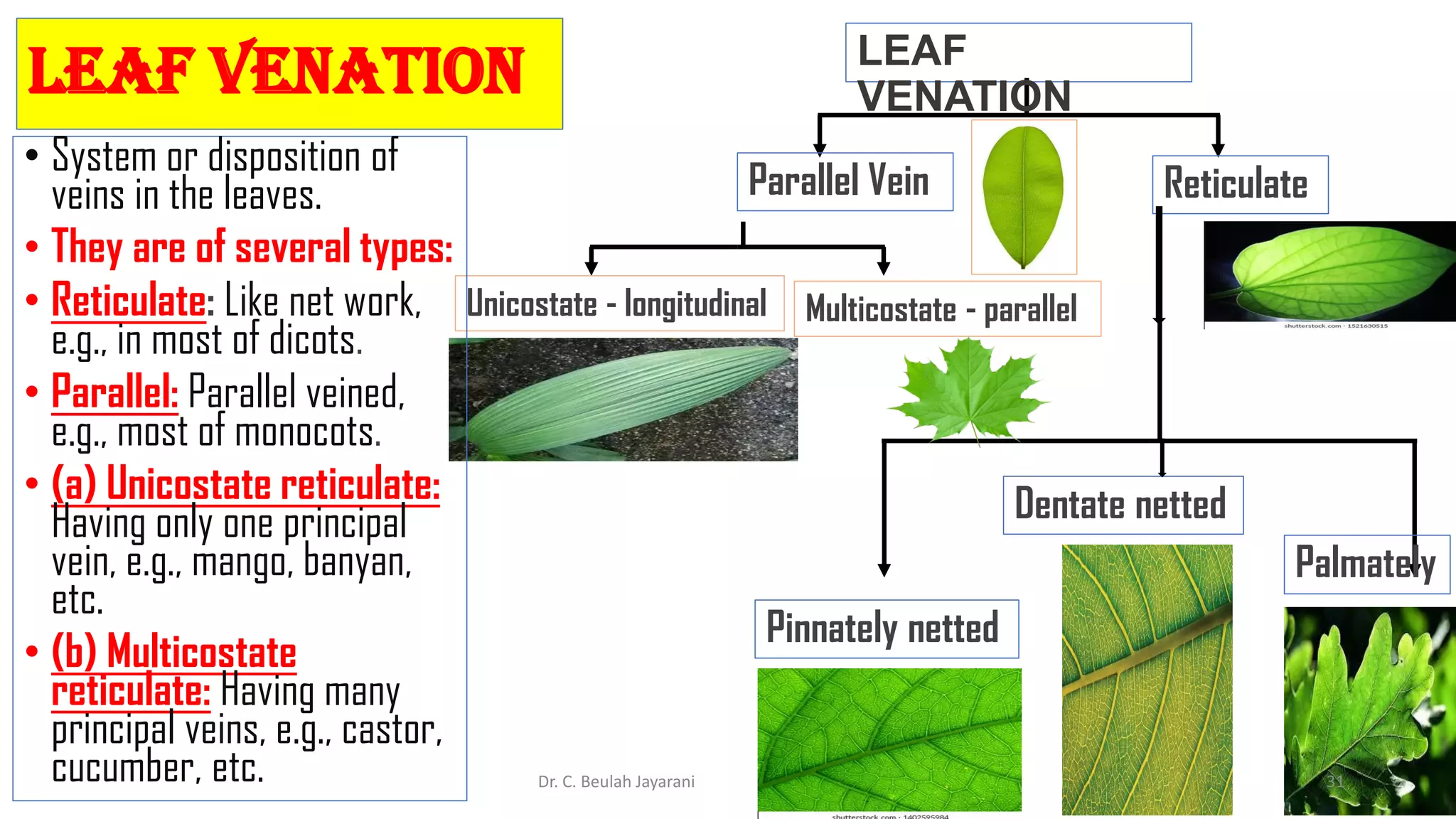 Plant morphology leaf-converted | PDF