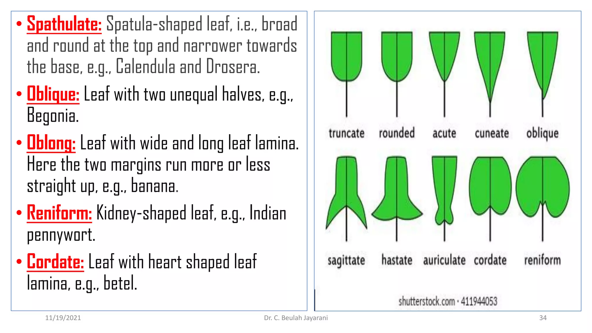 Plant morphology leaf-converted | PDF