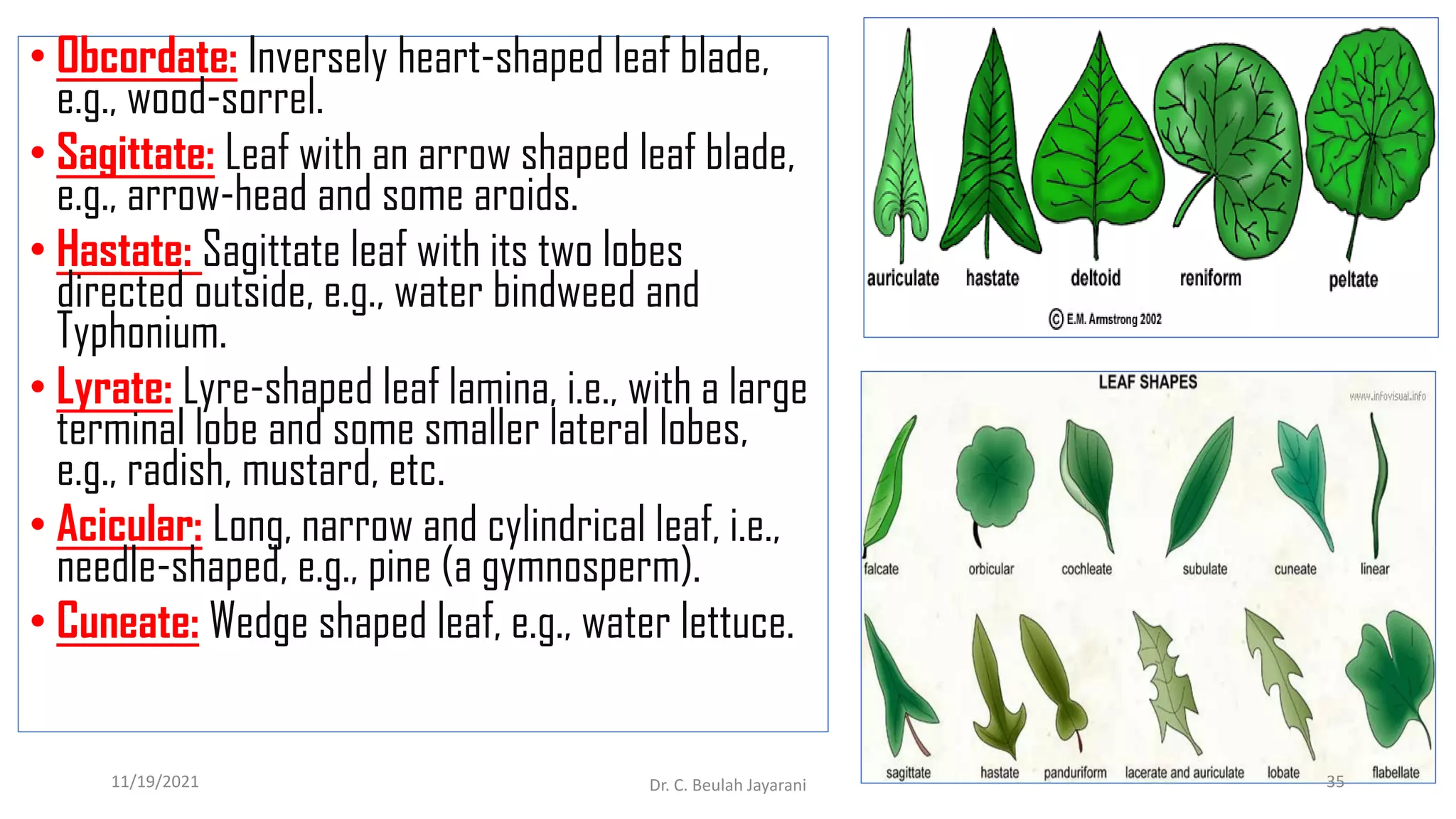 Plant morphology leaf-converted | PDF