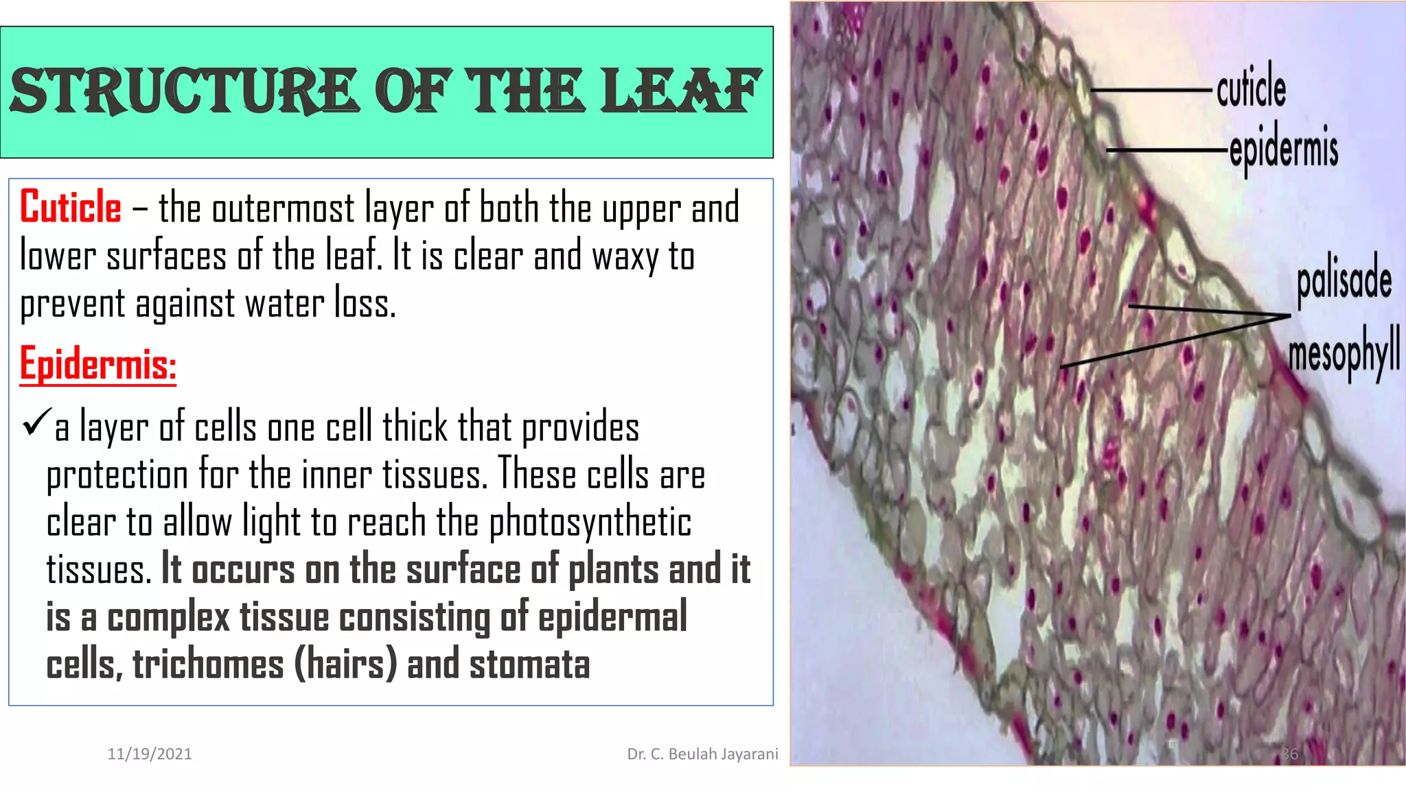 Plant morphology leaf-converted | PDF