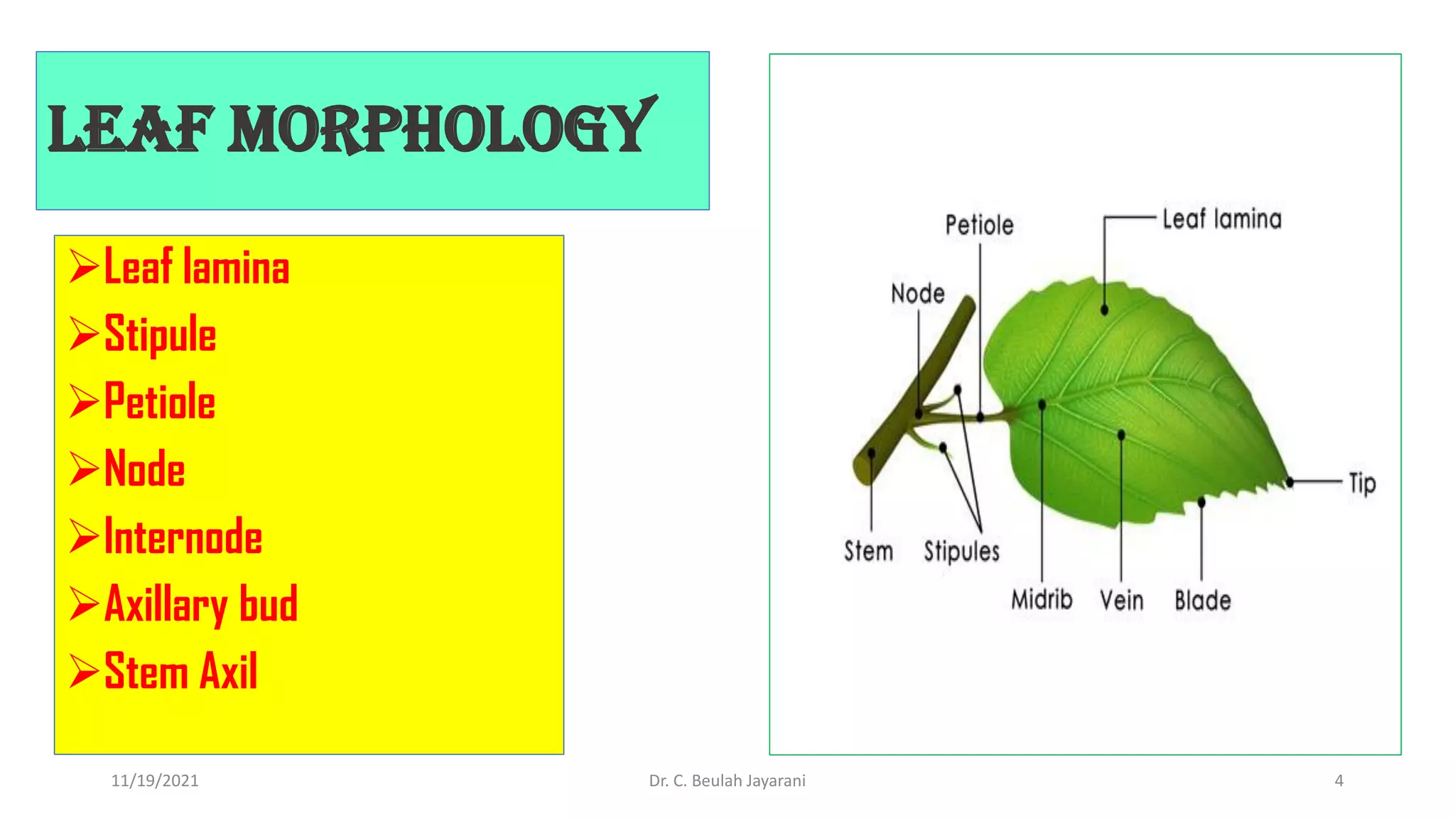 Plant morphology leaf-converted | PDF