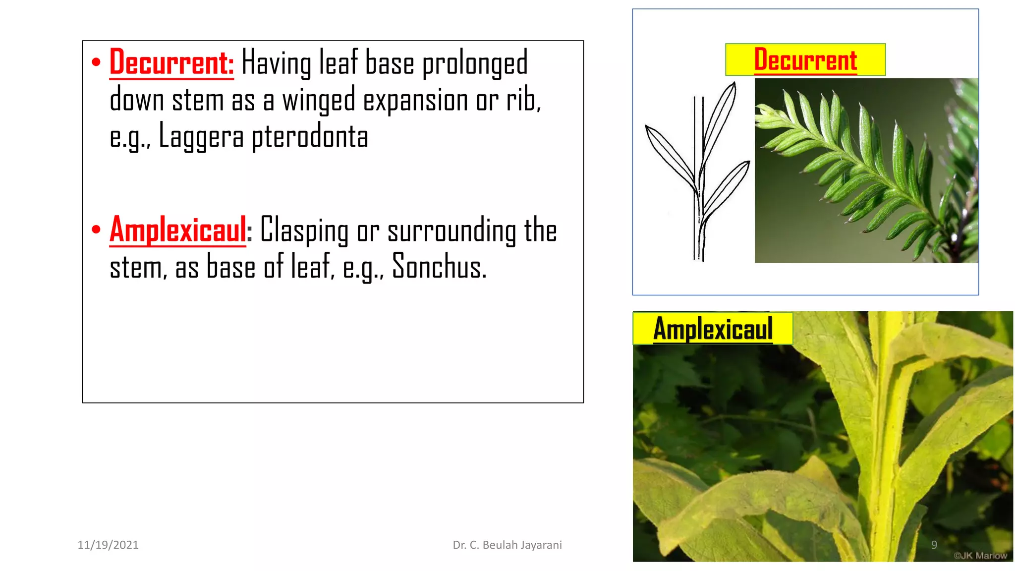 Plant morphology leaf-converted | PDF
