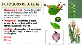 Plant morphology leaf-converted | PDF